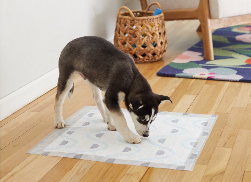How to Potty Train a Puppy | PetMD